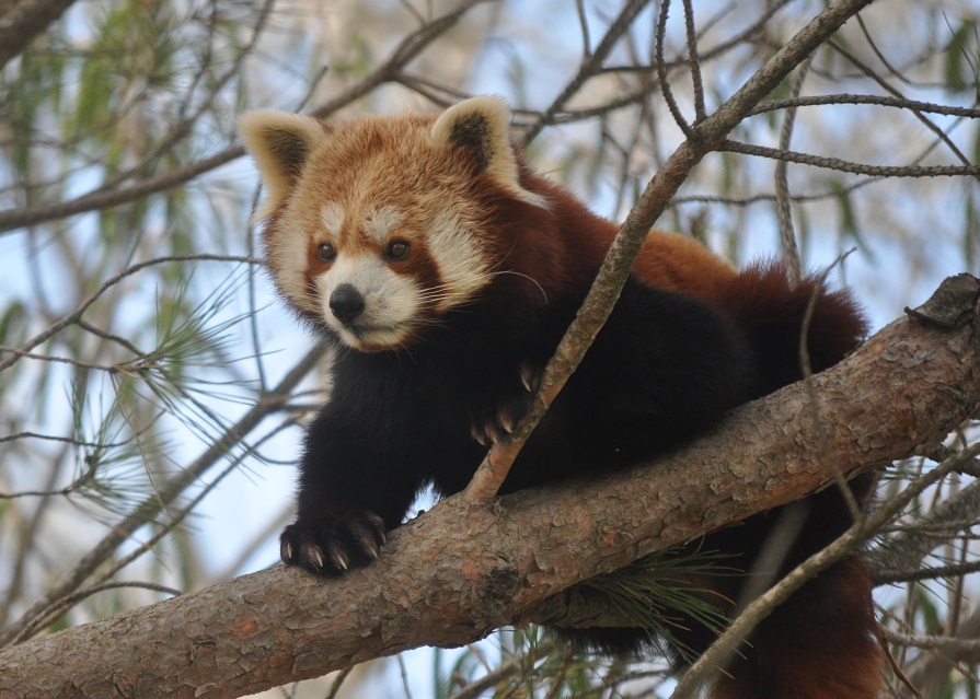 ZOOTOGRAFIANDO (6.100 ANIMALS): PANDA ROJO O PANDA MENOR / RED PANDA ...