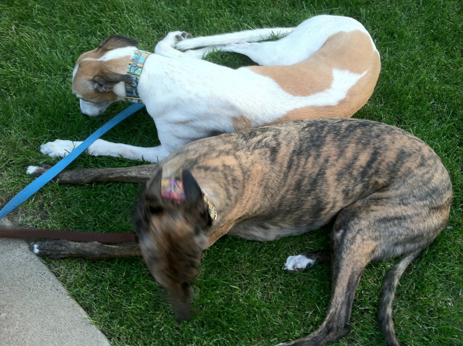 Northern Lights Greyhound Adoption Dog Blog: NLGA Photo Roundup ...