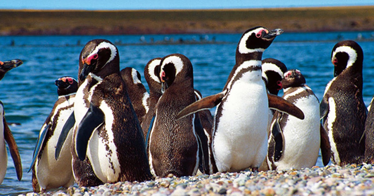 Día del pinguino: Conoce al esmoquin multifacético del hemisferio sur