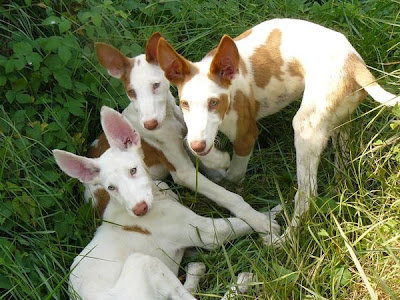 MI PERRO: PODENCO IBICENCO (CA EIVISSENC)