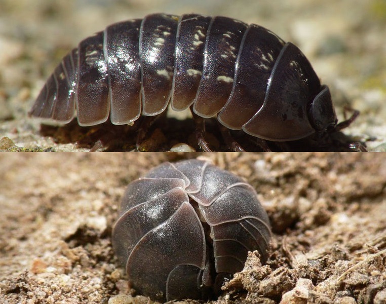BIBOCA AMBIENTAL : TATU BOLINHA