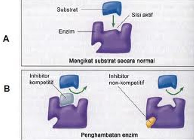 Kesihatan / Health: Apa Itu Enzim..-What Are Enzymes,