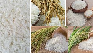 Cara Mendapatkan Beras yang Berkualitas - SABILISLOW