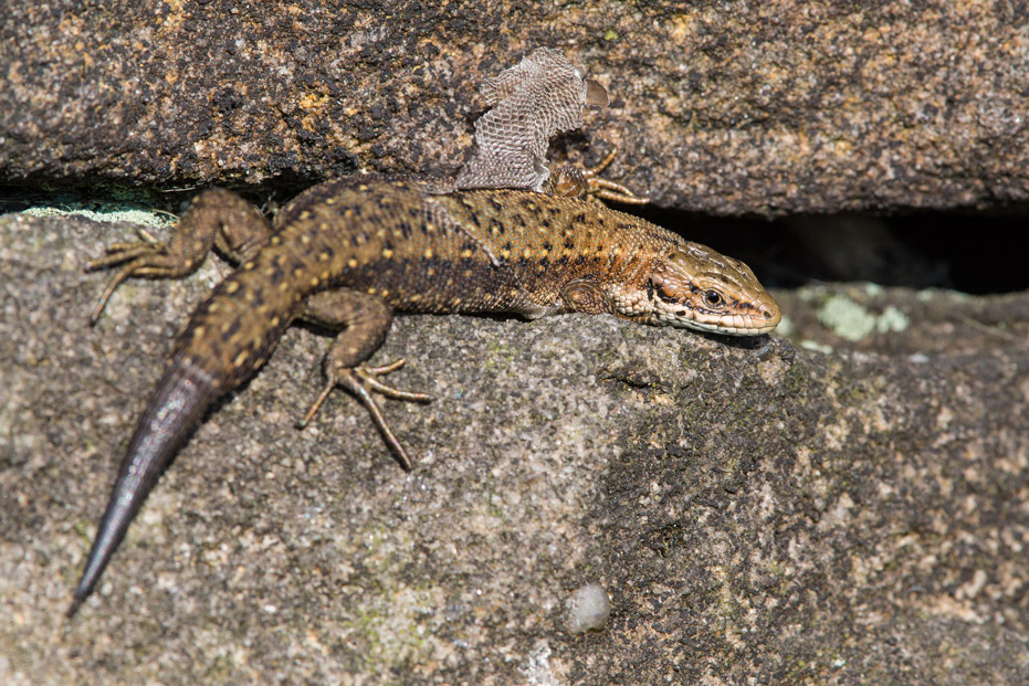 Darley Dale Wildlife: Common Lizard shedding skin