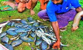 Kerala Tourism: Kerala Fish Varieties both Fresh water and Sea Fish