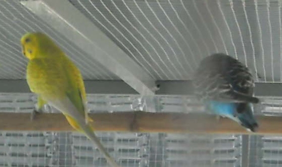 Malay Hanging Parrot | Burung Serindit: Serindik hari pertama dalam sangkar