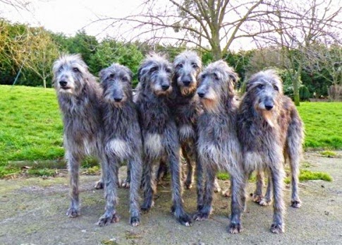 Lebrel escocés | WIKI PERROS