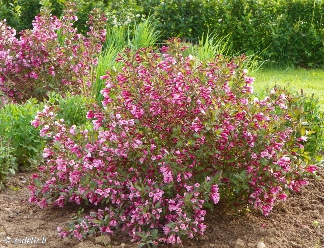 sodelis.lt: Reprezentacinės zonos gėlynas