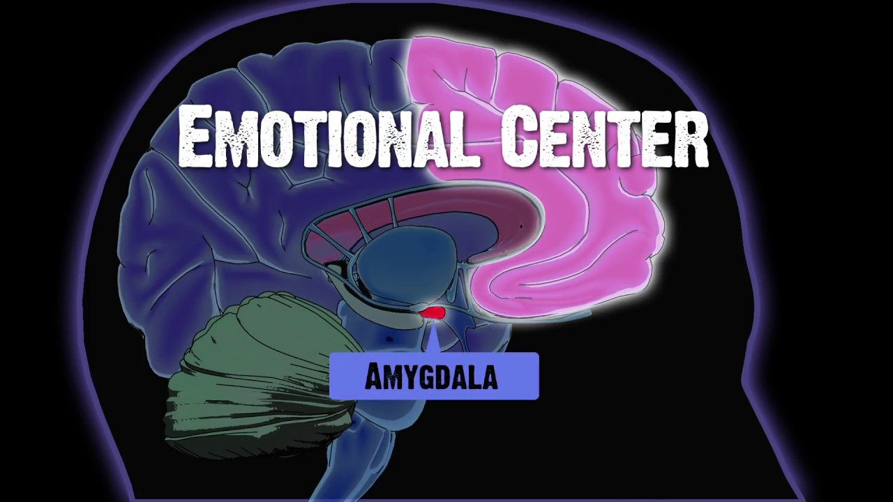 EXAMS AND ME : Amygdala