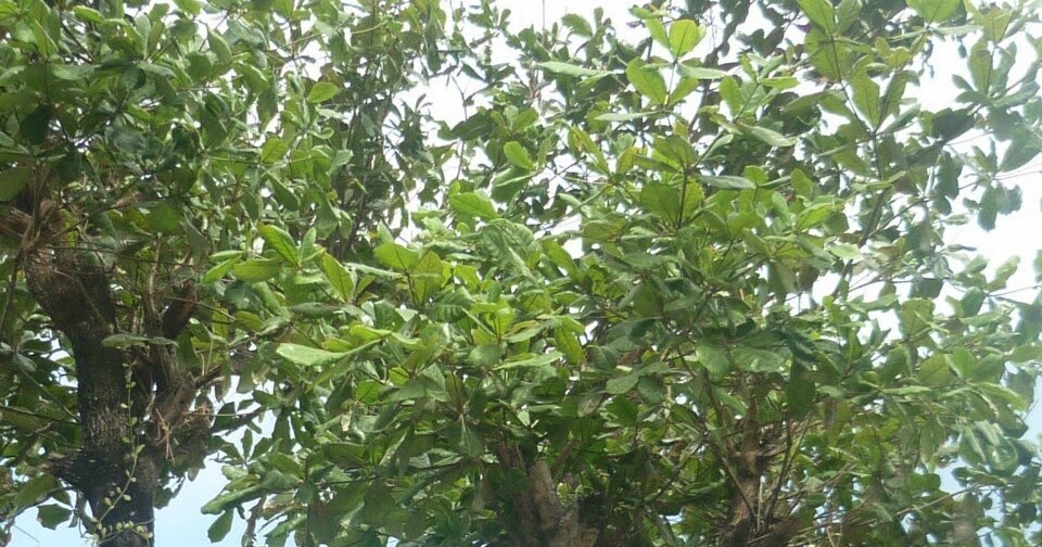 Tropical Trees and Plants: Talisay Tree