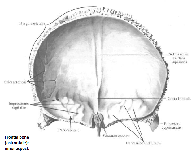 Medicine Conspectus: Frontalul (Os frontale). Neurocraniul.