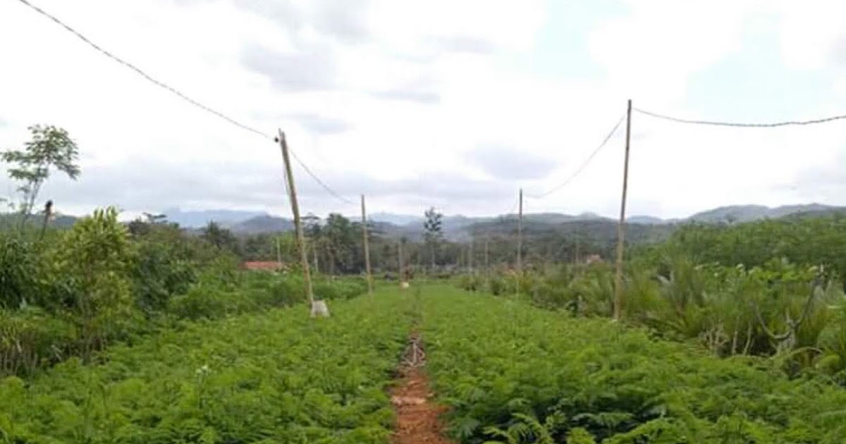 jual bibit sengon solomon.sengon laut.bibit durian,bibit alpukat.bibi ...