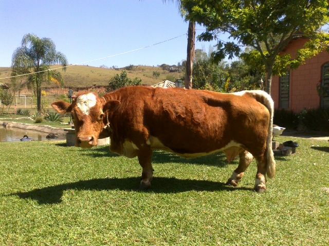 SÍTIO MORADA DAS AVES: Mini Vaca Adulta