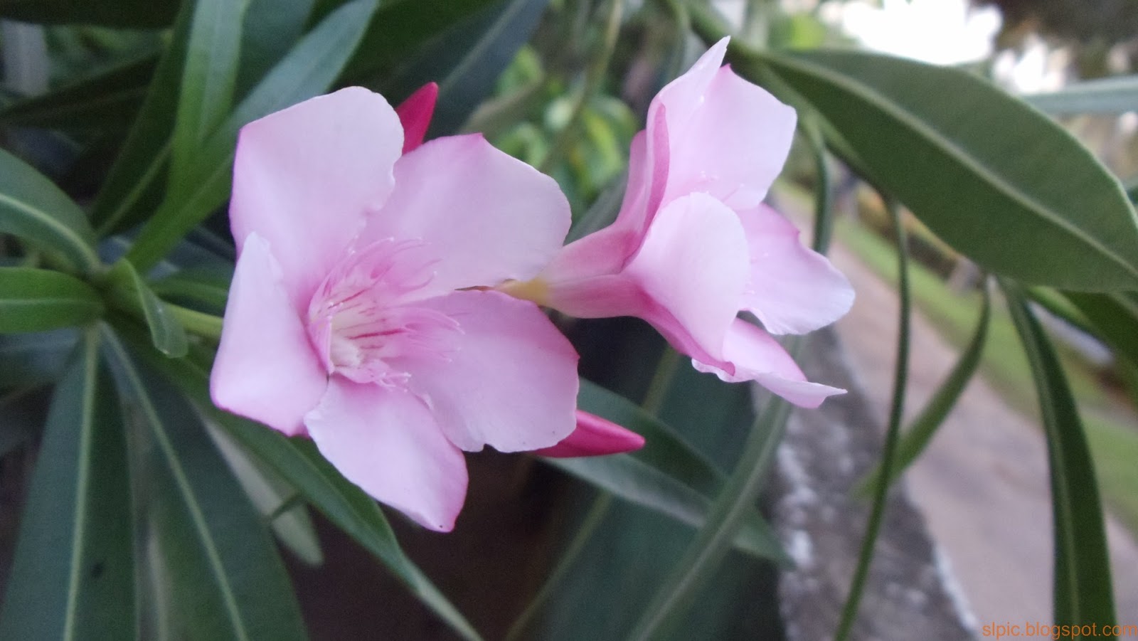 Srilanka Nature Wallpapers: Srilanka Various Flowers Desktop Wallpapers ...