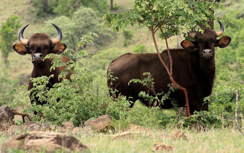 The Gaur- Indian Wild Buffalo