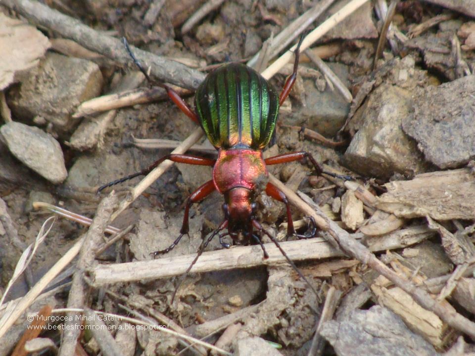 Beetles from Romania: Carabus (Chrysocarabus) auronitens