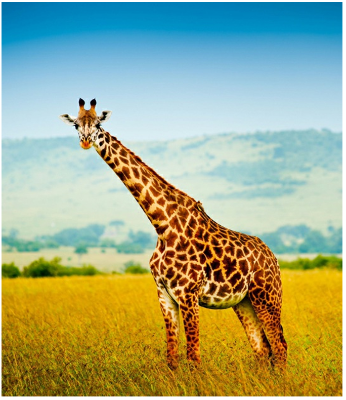 Knowledge Class: Lamarckian Inheritance