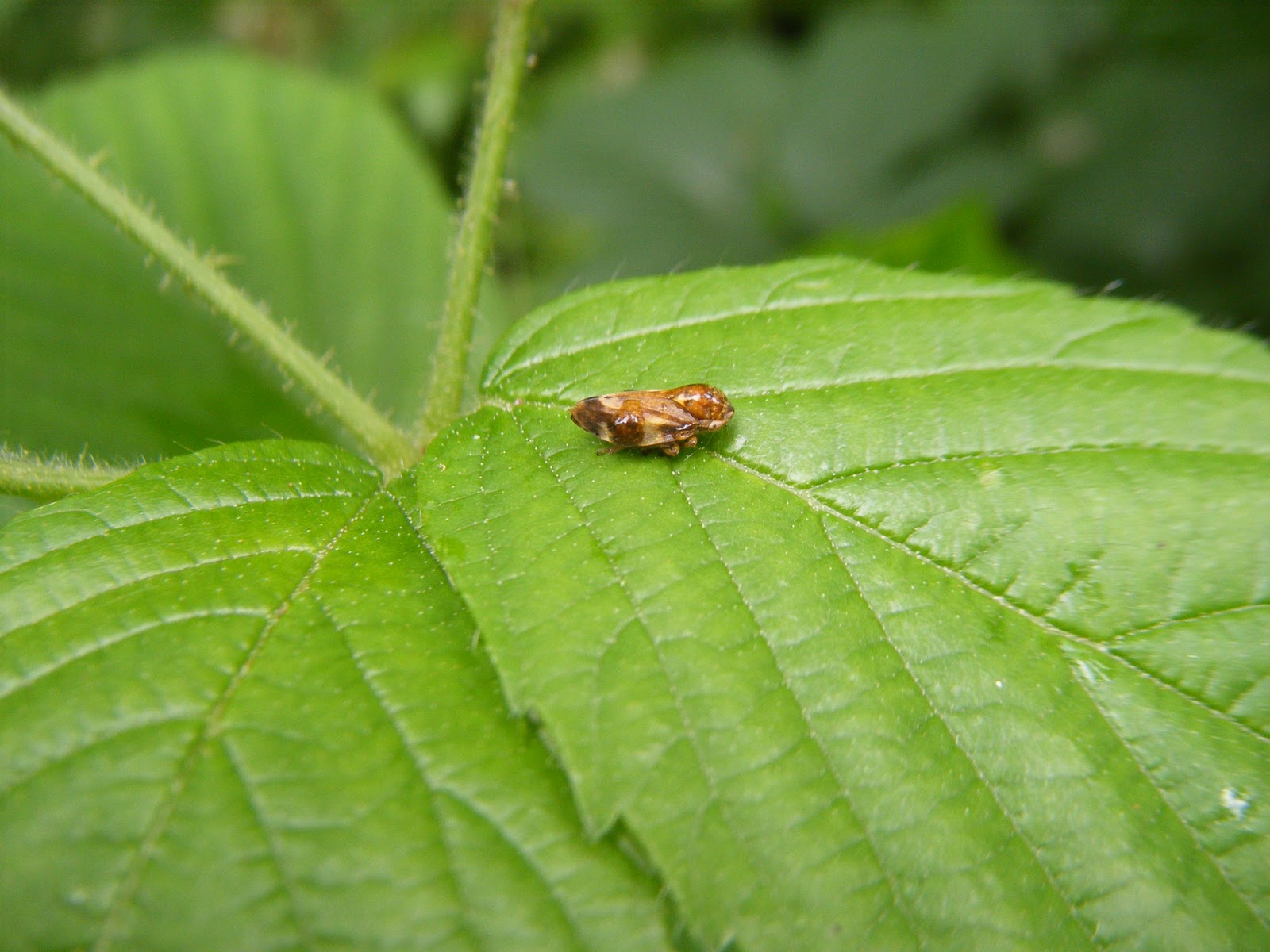21stcenturynaturalist: The Many Patterned Cuckoo-Spit Froghopper
