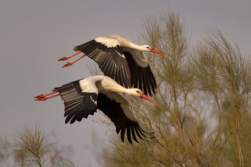 Spanish Steppes – Extremadura Nov 2012, Limosa Holidays | Focusing on ...