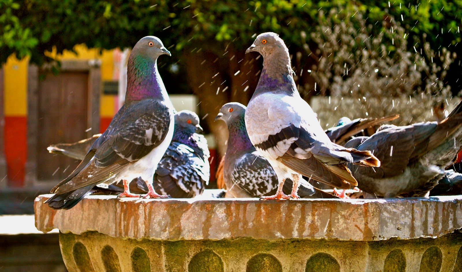 "Todo me parece bonito": Bonito