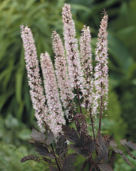 Bugbane