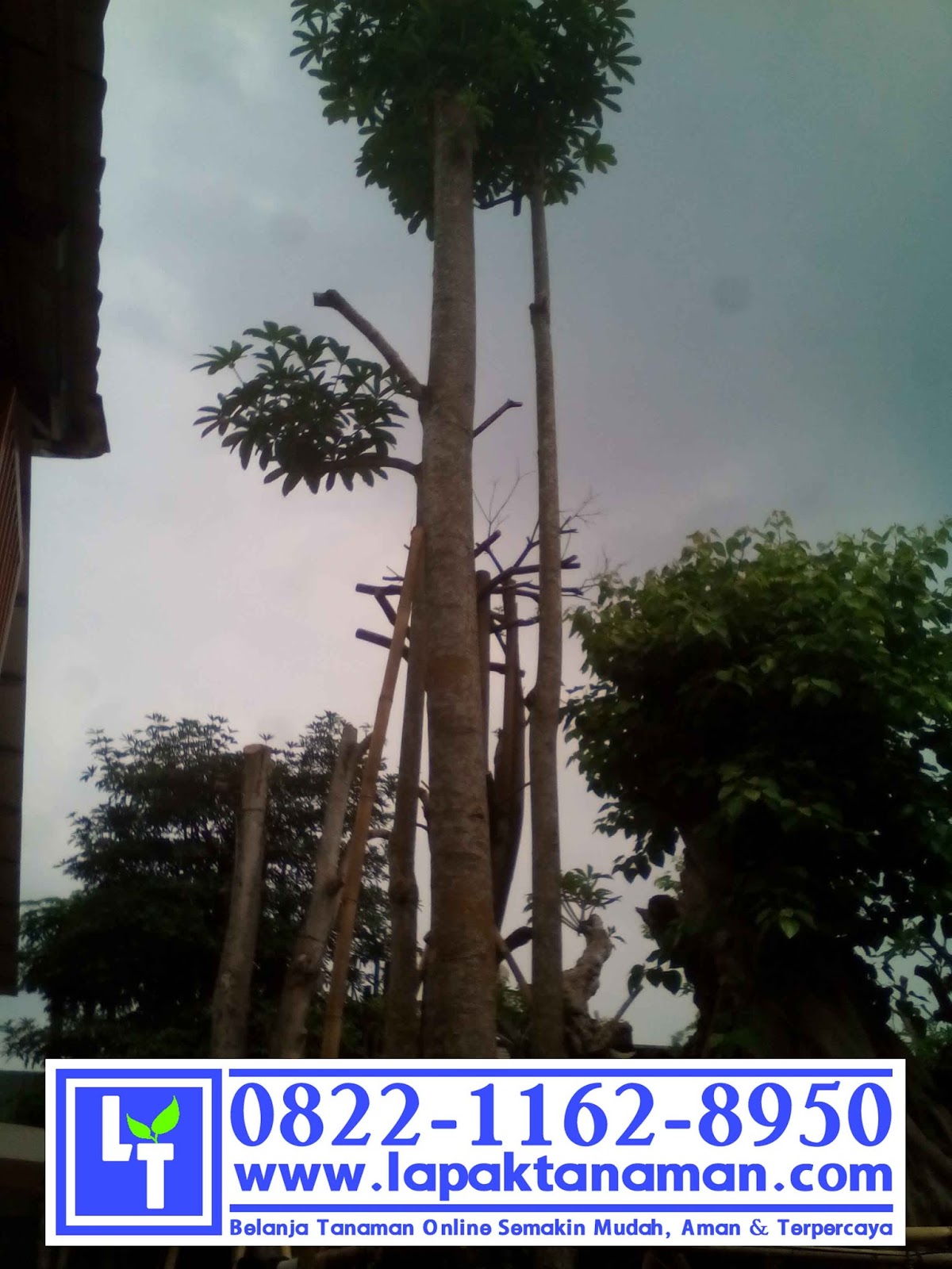 POHON PULE | POHON PULAI | JUAL POHON PENEDUH DAN PELINDUNG | LAPAK ...