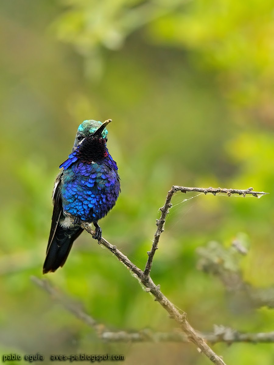 mis fotos de aves: Heliomaster furcifer Picaflor de Barbijo Blue-tufted ...