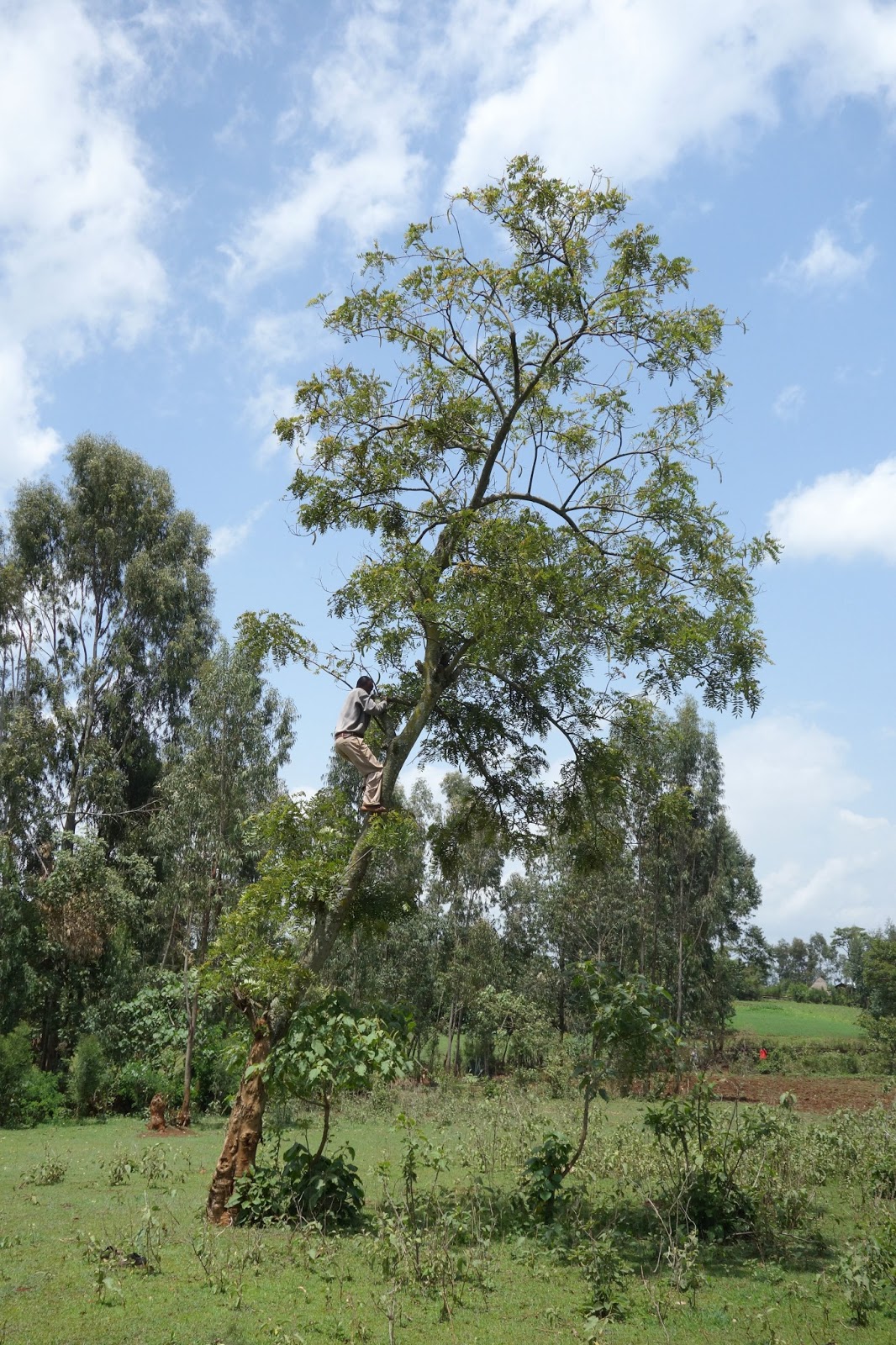 SETHiopia: Tree Profile: Millettia Ferruginea