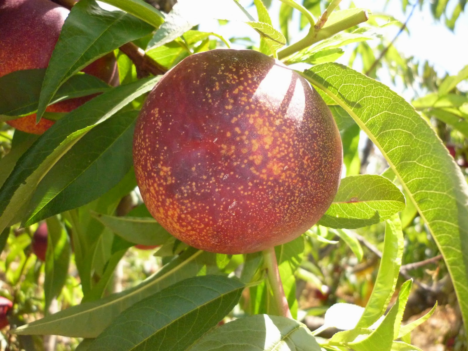 CulturAgriCulturE: 21-demasiado bueno para ser guapo