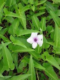 Herbal plants of Sri Lanka: kan Kun (Ipomoea aquatica)