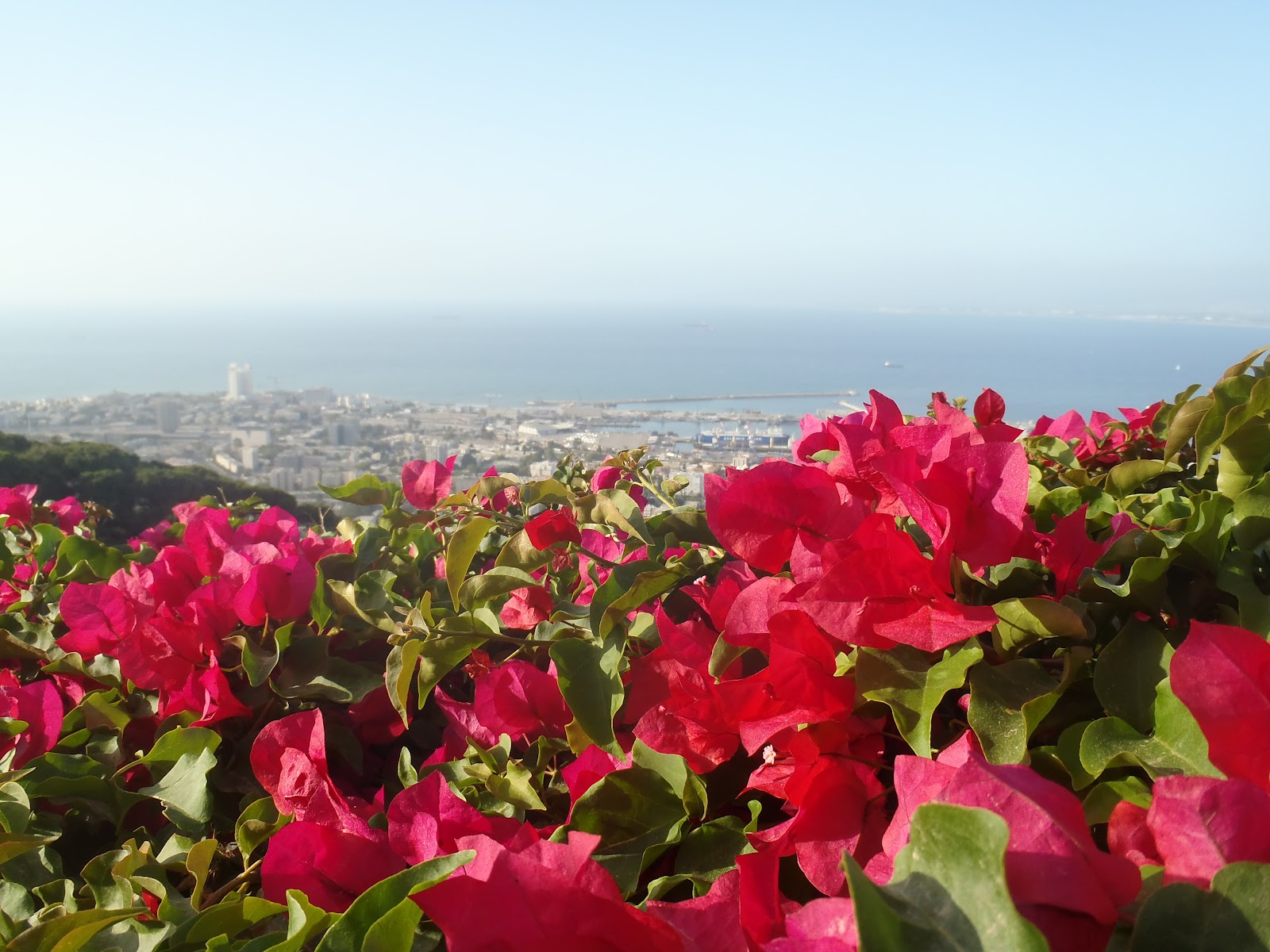 Bethlehem12: The Palestinian Flowers By Rachel Swartz