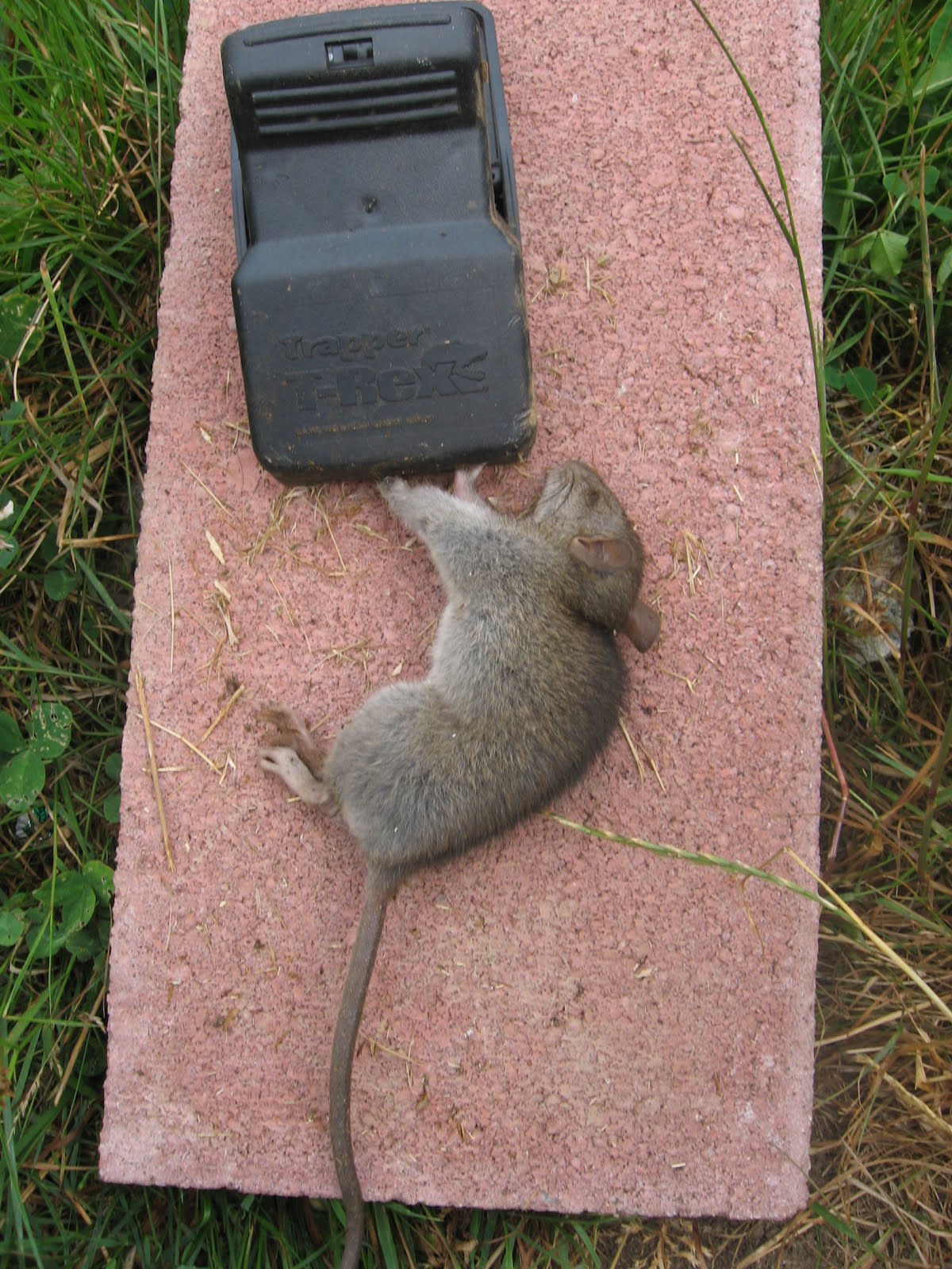 Three Lakes Farm: Rat trap this morning