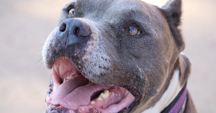 Fresno Bully Rescue: Seamus, The Donut King
