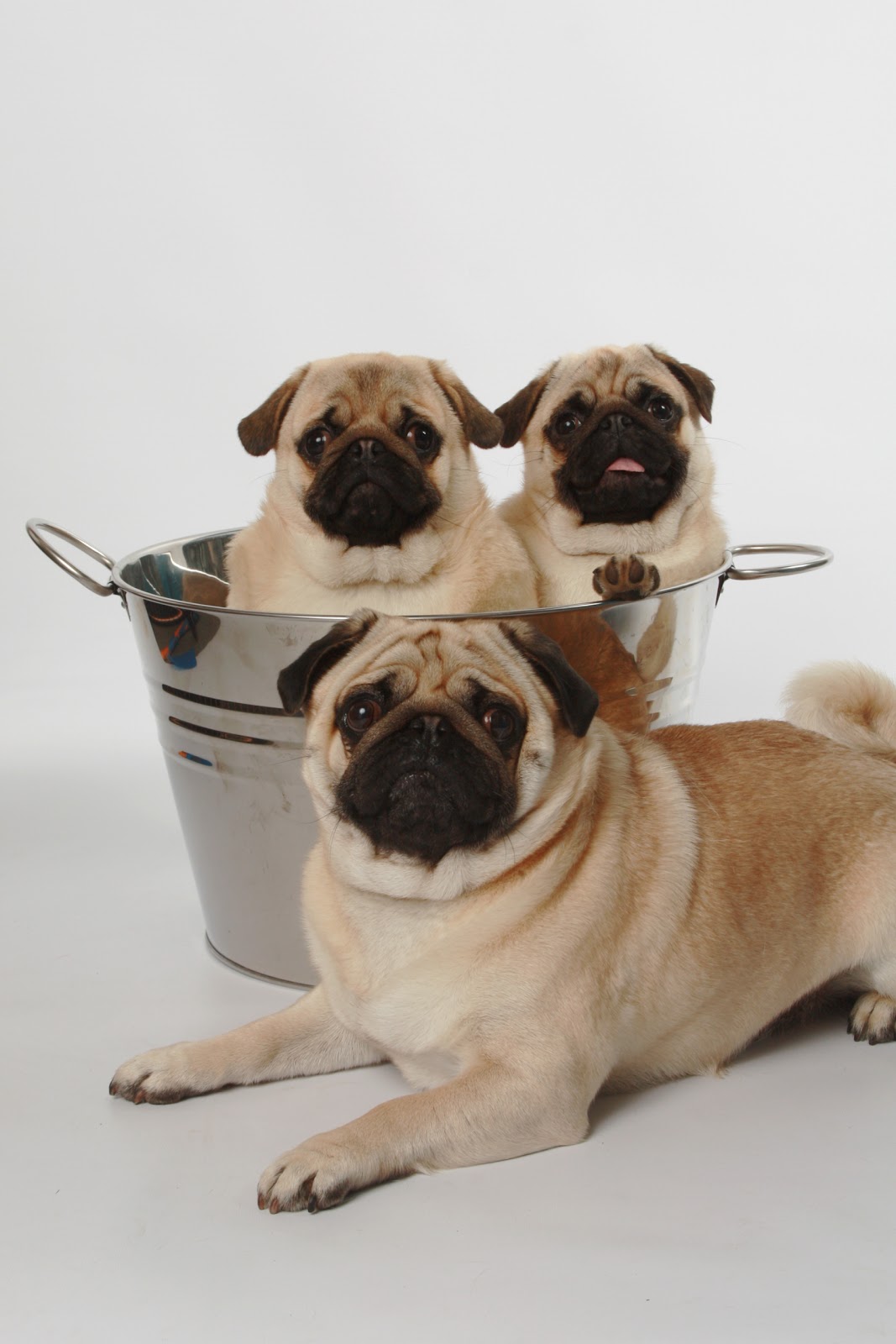 Three Little Pugs