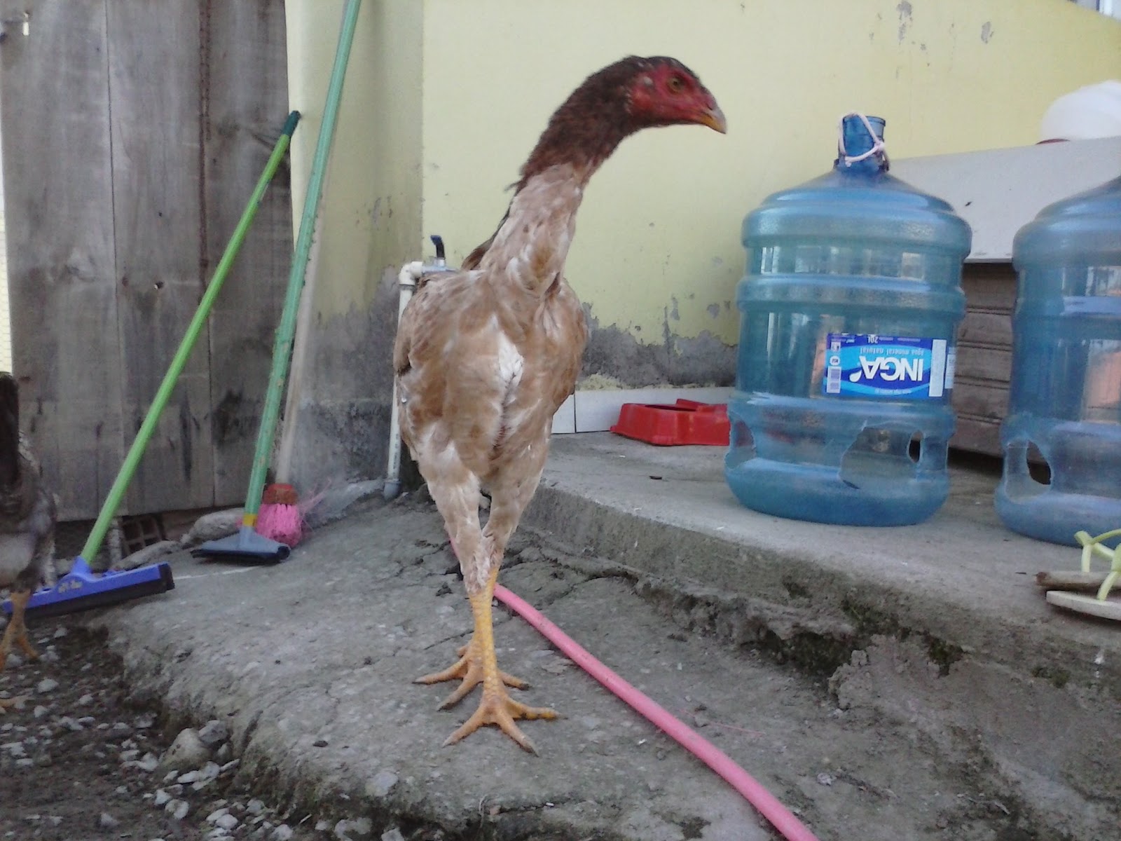 Galo indio gigante: galo indio gigante mais que uma criaçao uma paixao