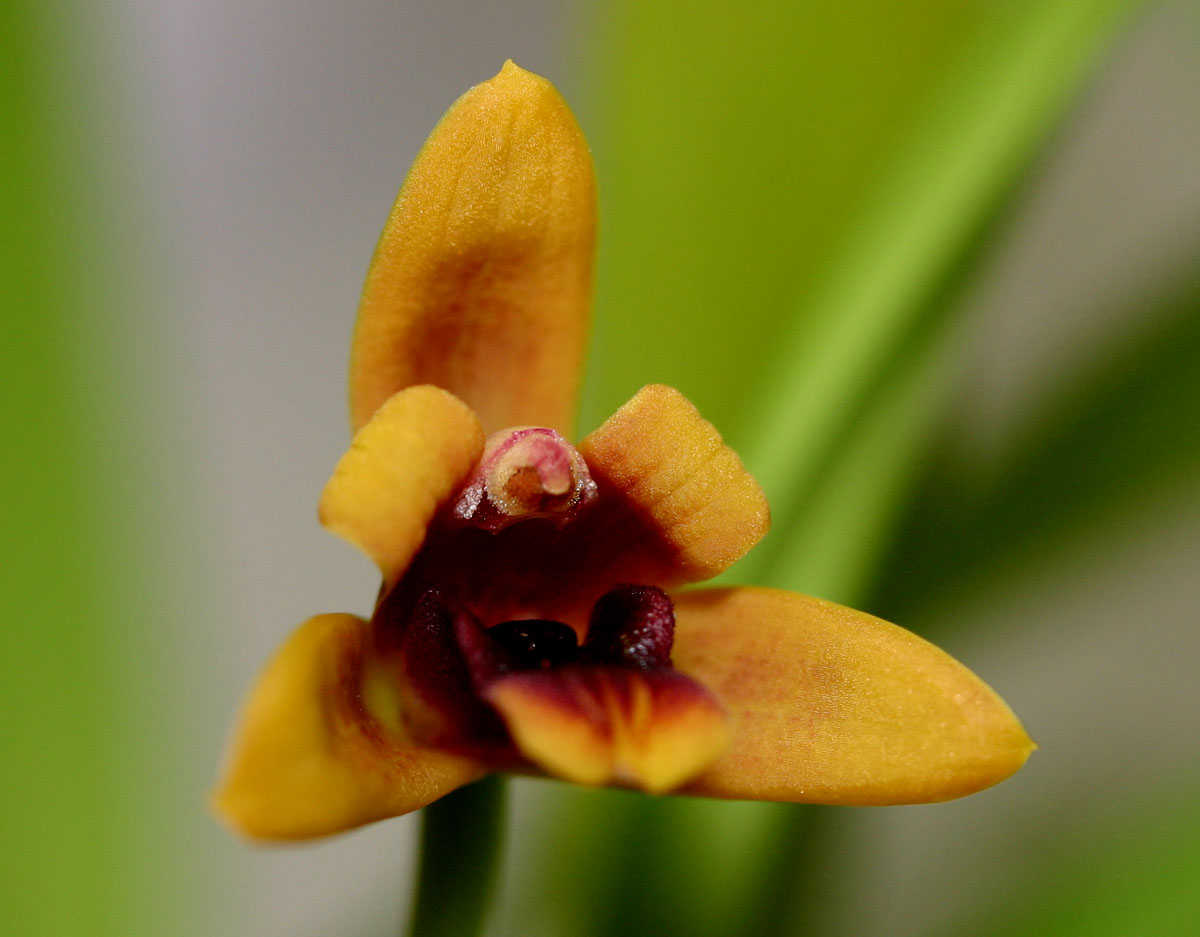 Maxillaria variabilis care and culture | Travaldo's blog