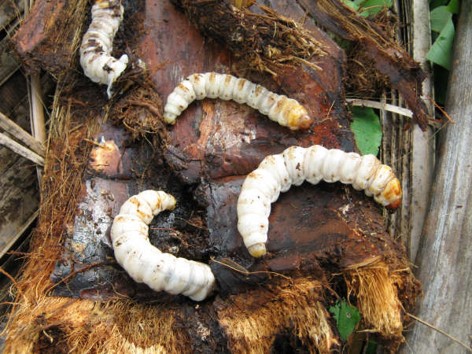 FRUTAS BRASIL: Pragas do Coqueiro (coco)