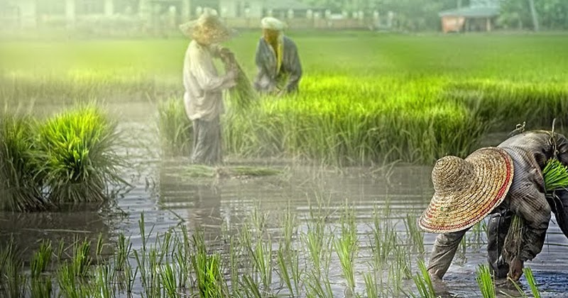 Pesawah Digalak Segerakan Mula Tanaman Padi