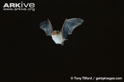 The Sheep Whisperer: Bats & Ewe!