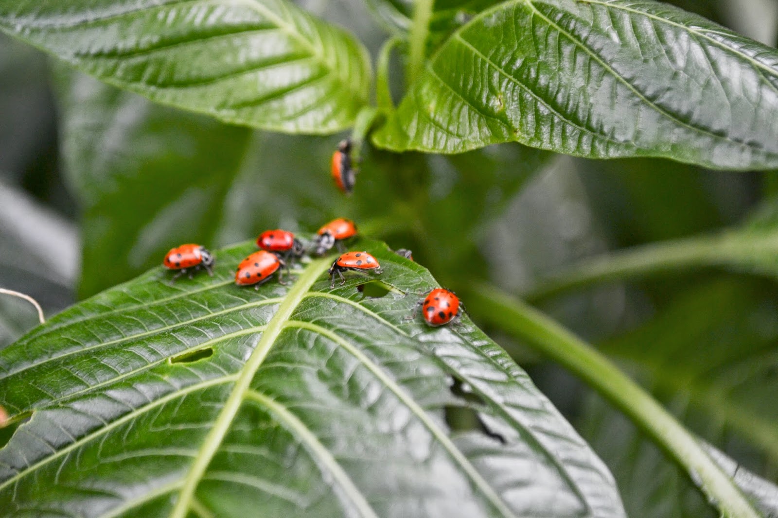 Daily Dorius: Ladybug release