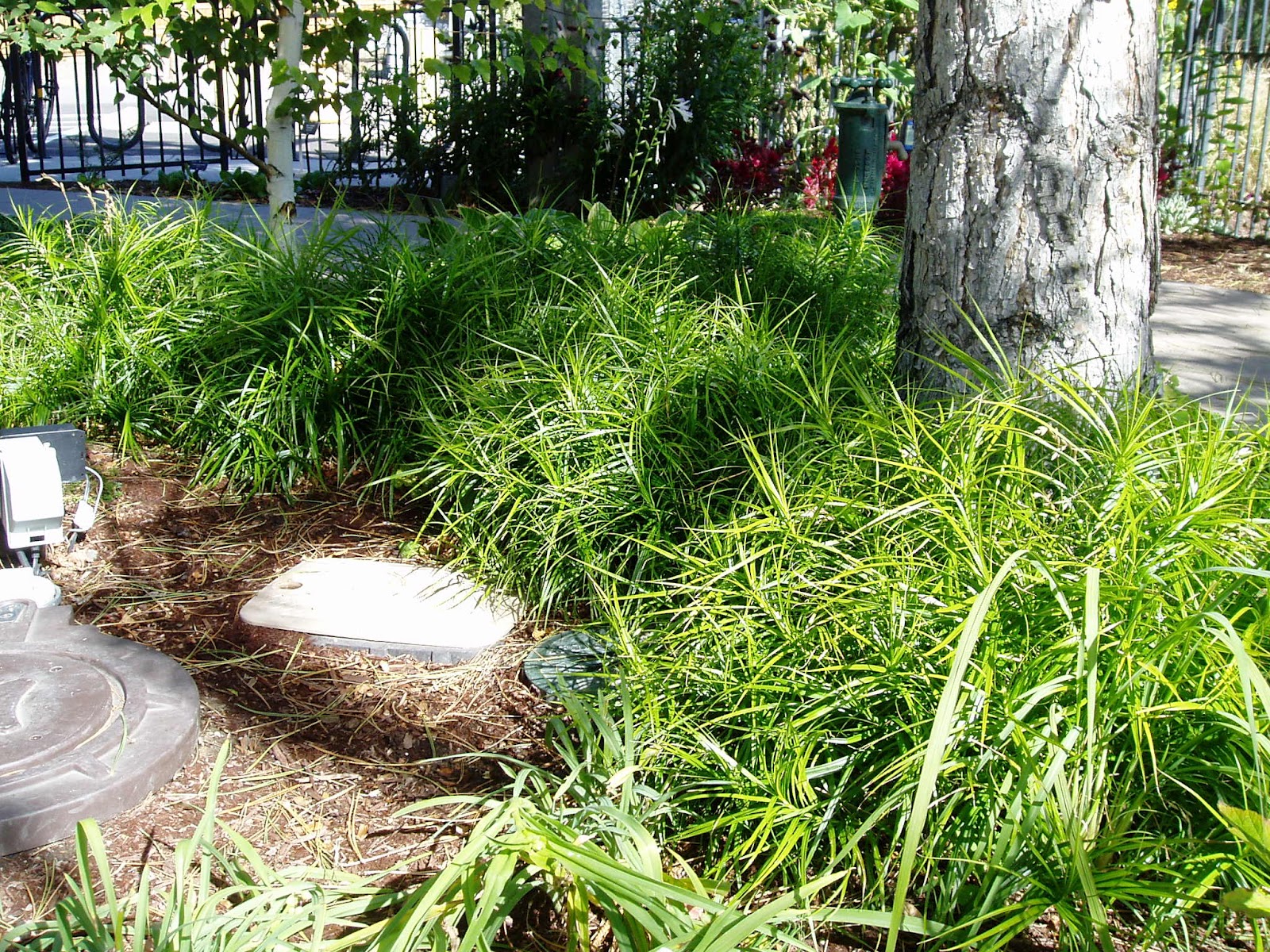 Lovegrass Farm: Carex Muskingumensis (Palm sedge)