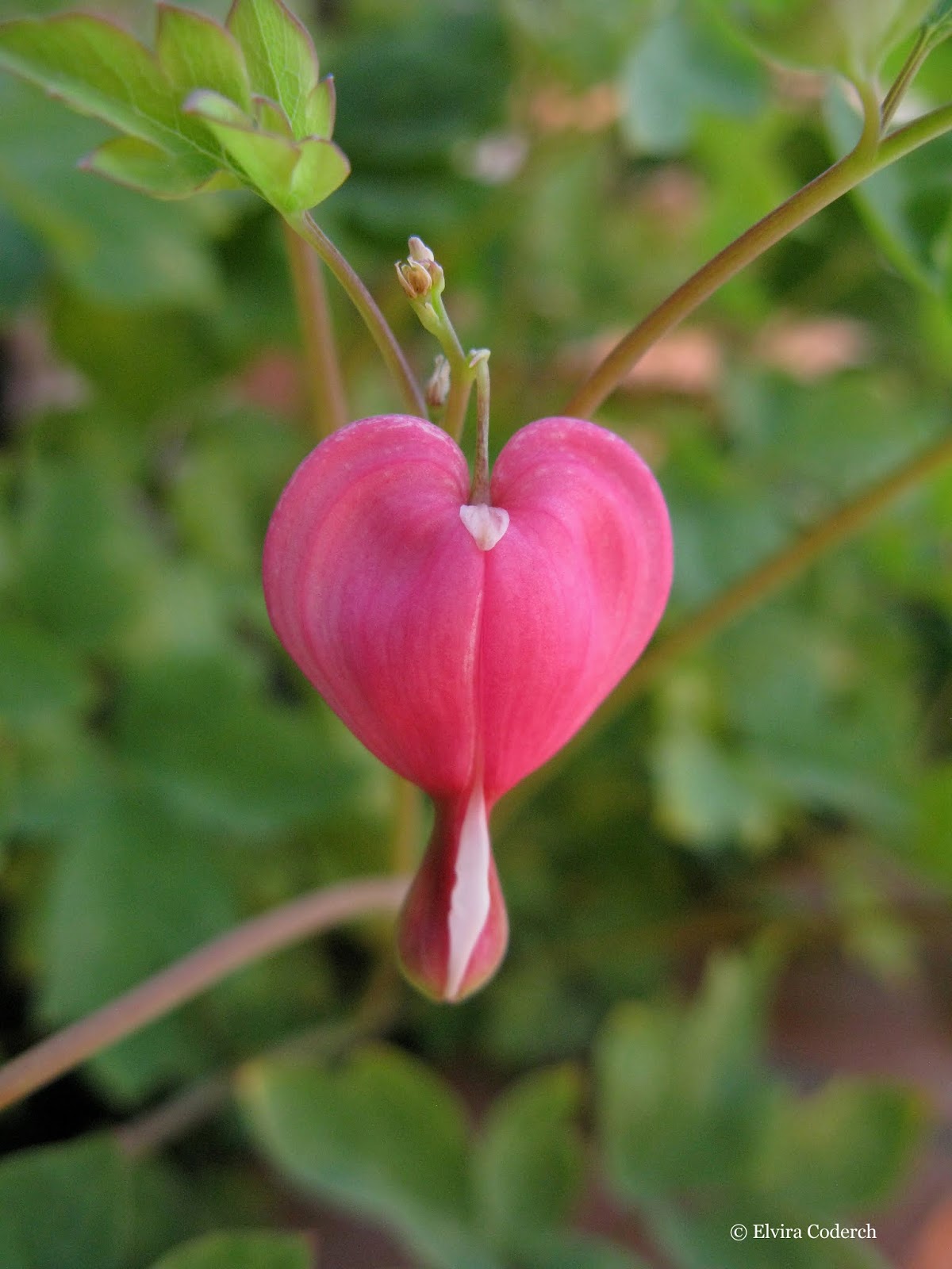Flores y Palabras: 2018