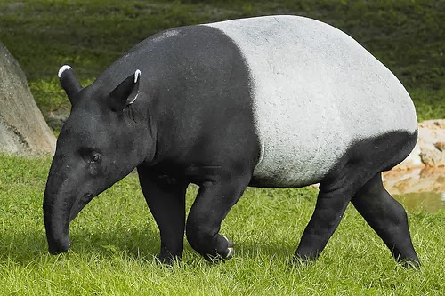 Asian Tapir | The Animals Biography
