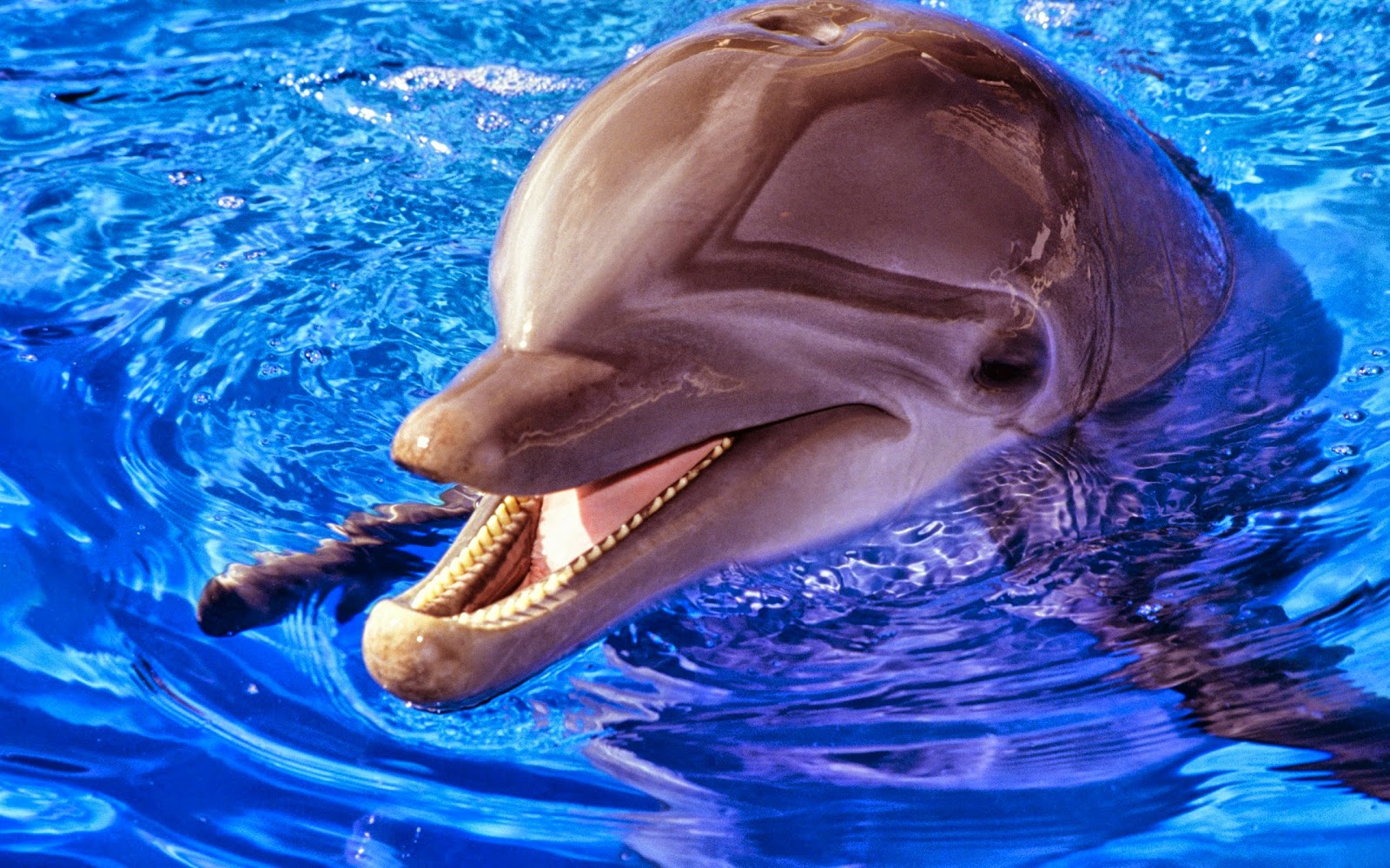 Dolphin - HD Wallpapers | Earth Blog