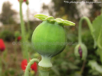 Opium Poppy Pods | Nature, Cultural, and Travel Photography Blog