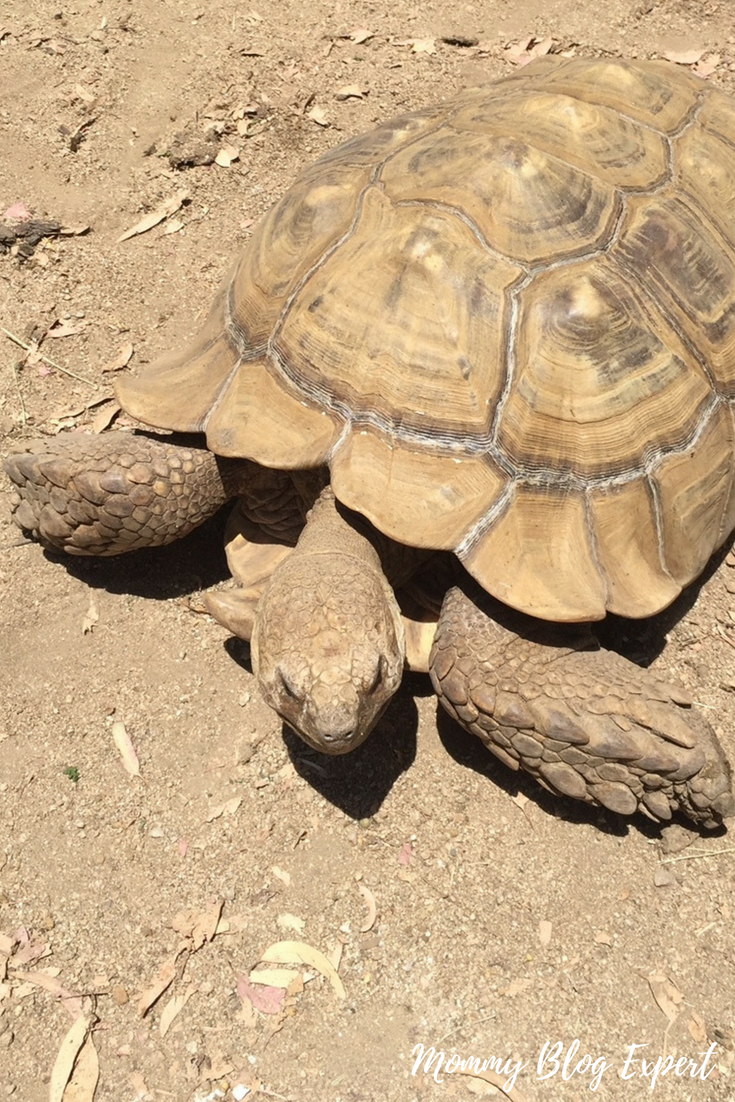 MOMMY BLOG EXPERT: Real Turtles Talk in Kids Live Action Movie Turtle ...