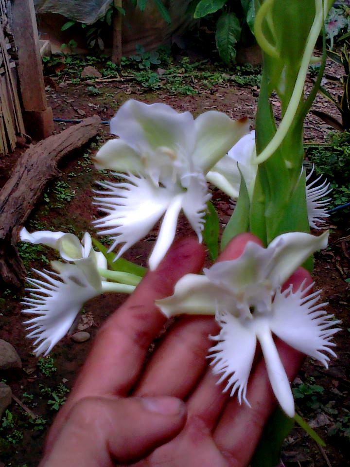 Pecteilis susannae (L.) Raf., 1837 ~ Orchid of Java