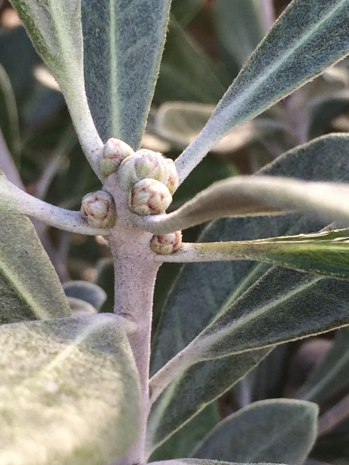 Trees of Santa Cruz County: Pittosporum crassifolium - Karo
