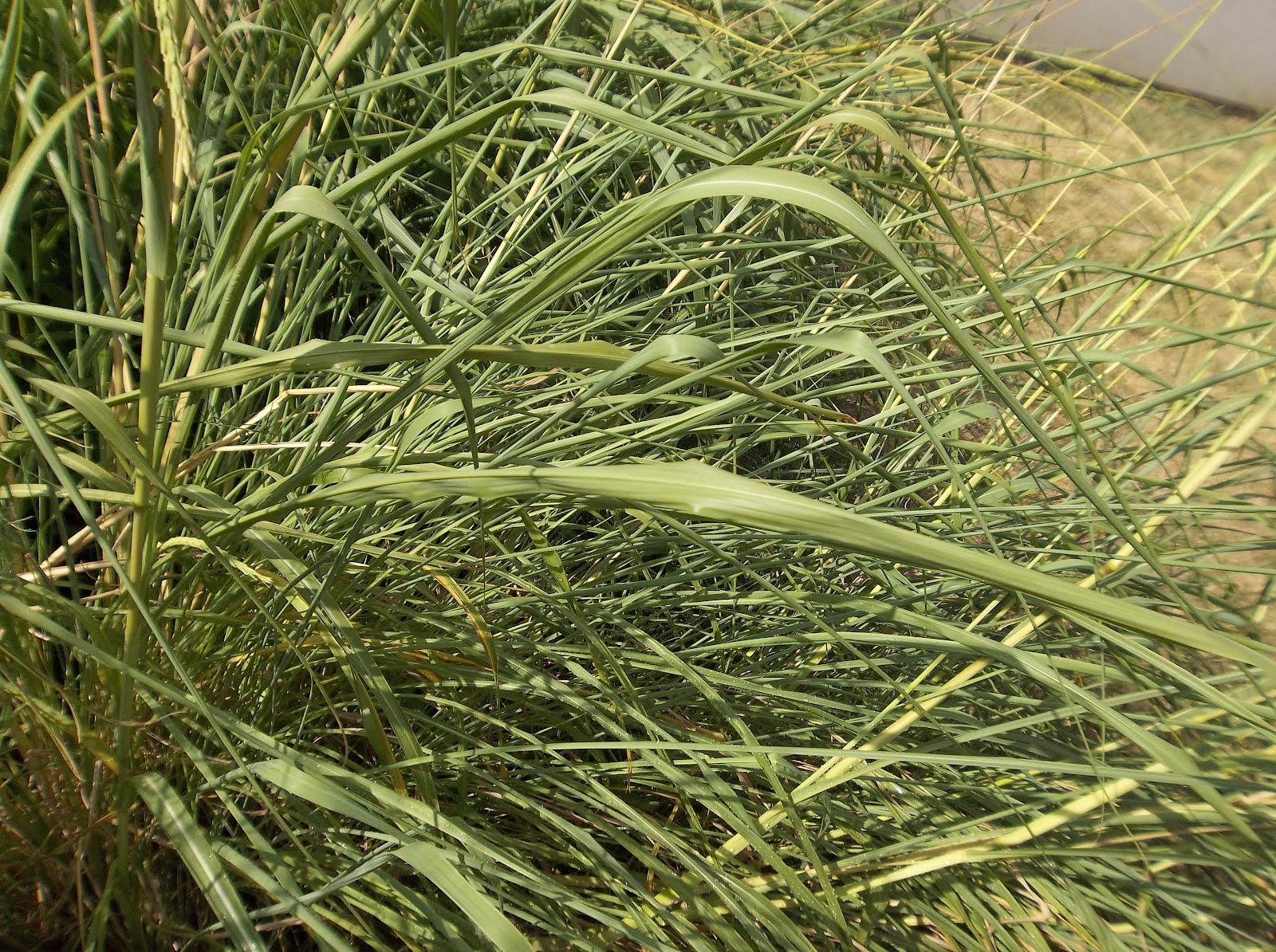 The Perennial Agriculturalist: corn flower