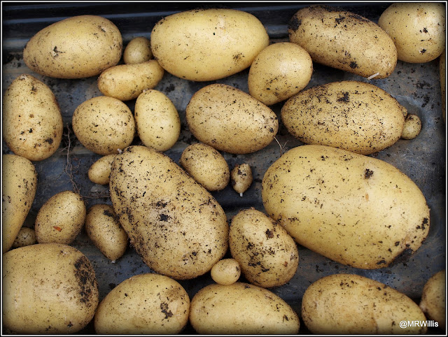 Mark's Veg Plot: First Early potato "Annabelle"